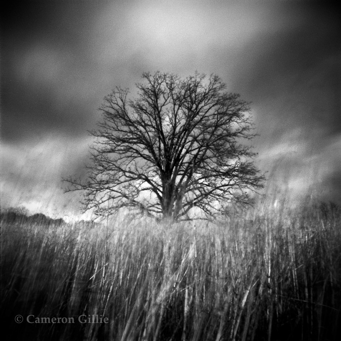 Owen tree (2) toned - The Pinhole Thing