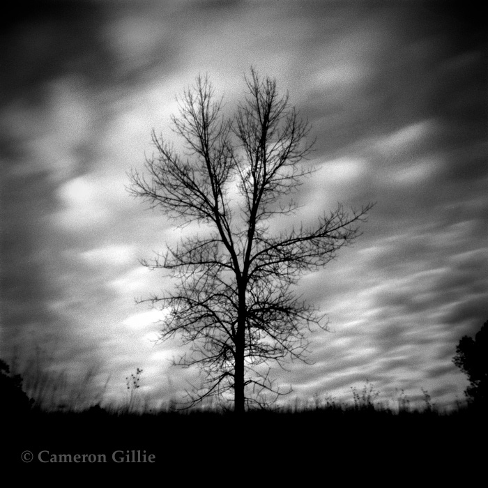 Owen tree (3) toned - The Pinhole Thing